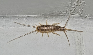How Silverfish Enter The Home | Pest Control Blog